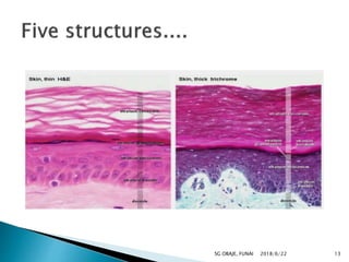 Ana212 histology of integumentary system | PPTX