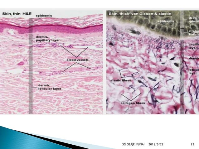 Ana212 histology of integumentary system | PPTX | Skin and Dermatology ...
