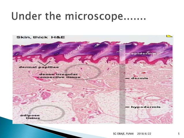 Ana212 histology of integumentary system | PPTX | Skin and Dermatology ...