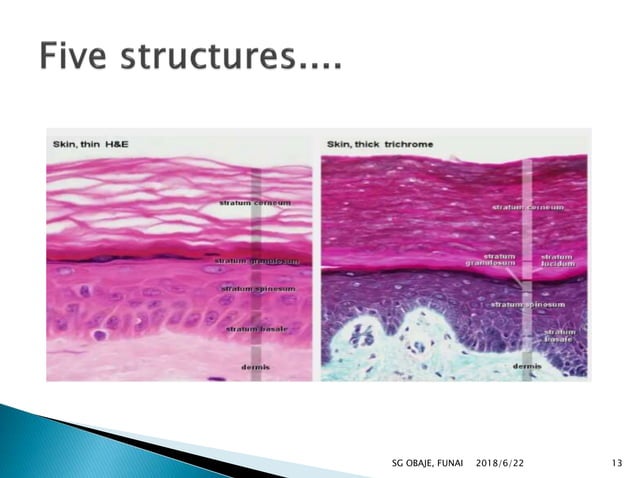 Anat2511 Integumentary System Embryology