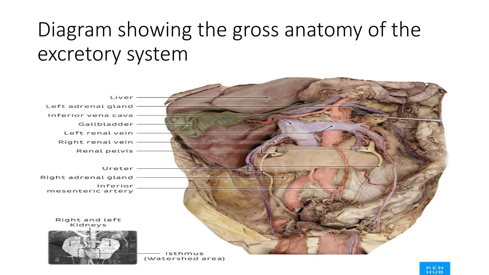 Development of the urinary system embryology | PPTX