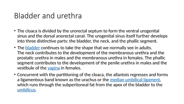 Development of the urinary system embryology | PPTX