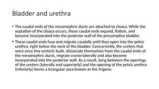 Development of the urinary system embryology | PPTX