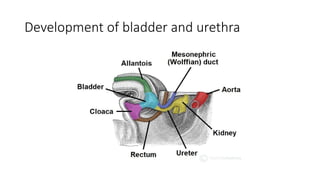 Development of the urinary system embryology | PPTX
