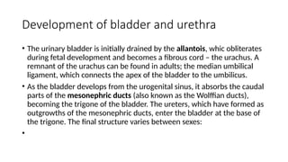 Development of the urinary system embryology | PPT