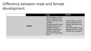Development of the urinary system embryology | PPTX