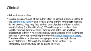 Development of the urinary system embryology | PPTX