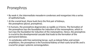 Development of the urinary system embryology | PPTX
