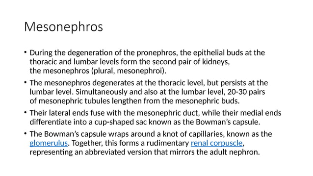 Development of the urinary system embryology | PPTX