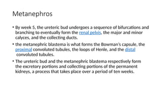 Development of the urinary system embryology | PPTX