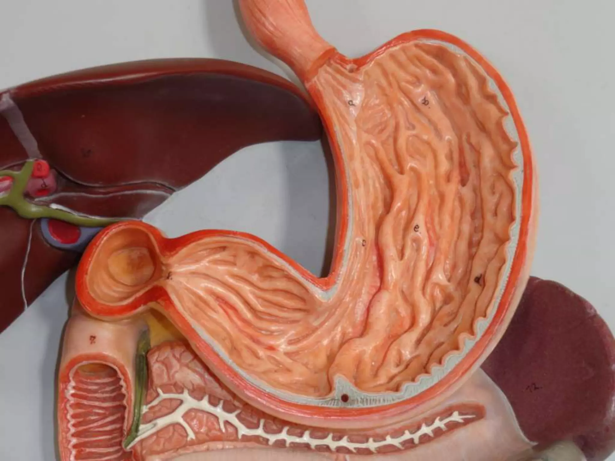 Anatomie en fysiologie 2 maag darmen | PPT