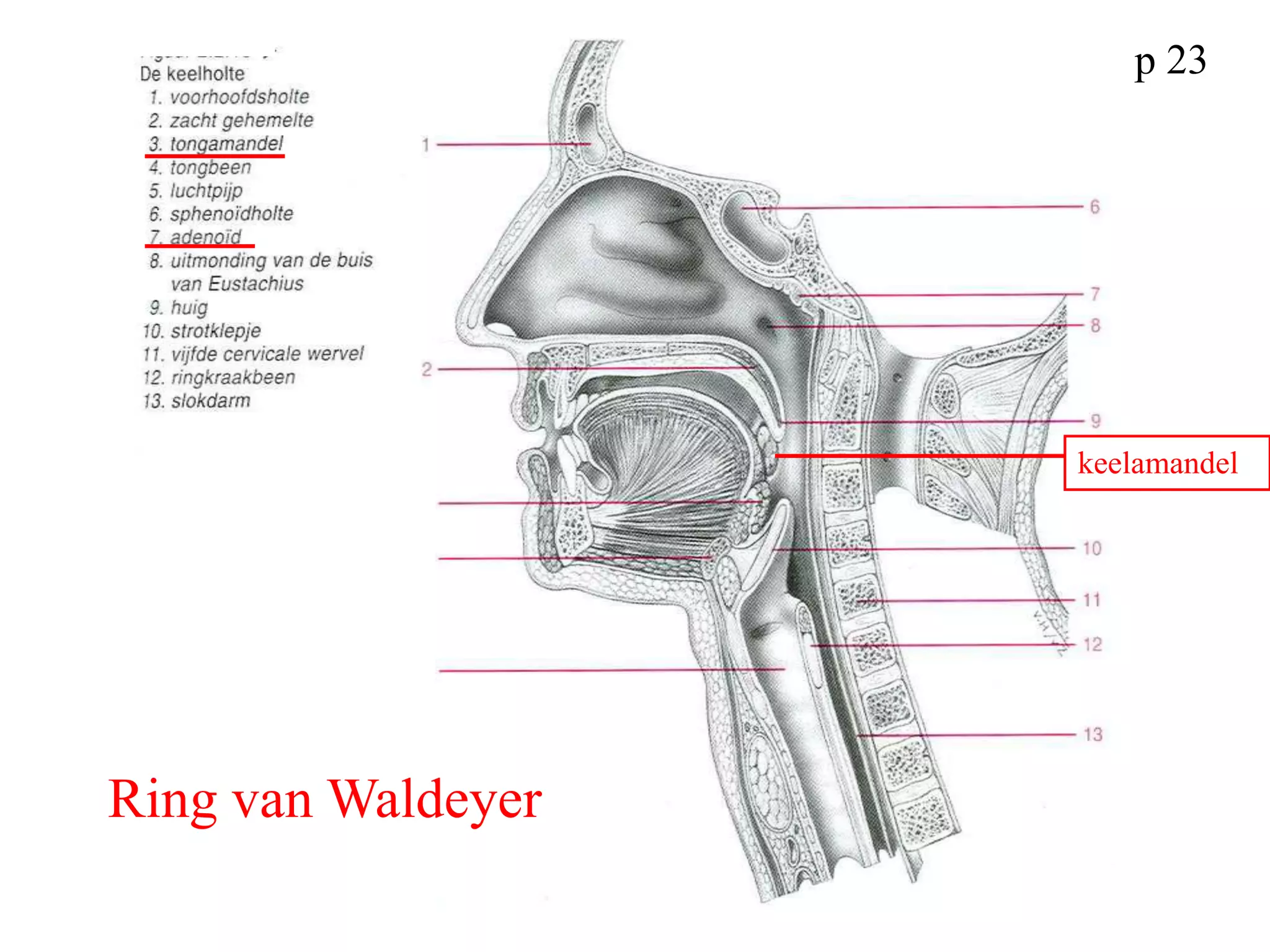 Anatomie en fysiologie 2 maag darmen | PPT