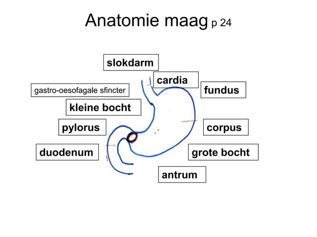 Anatomie en fysiologie 2 maag darmen | PPT