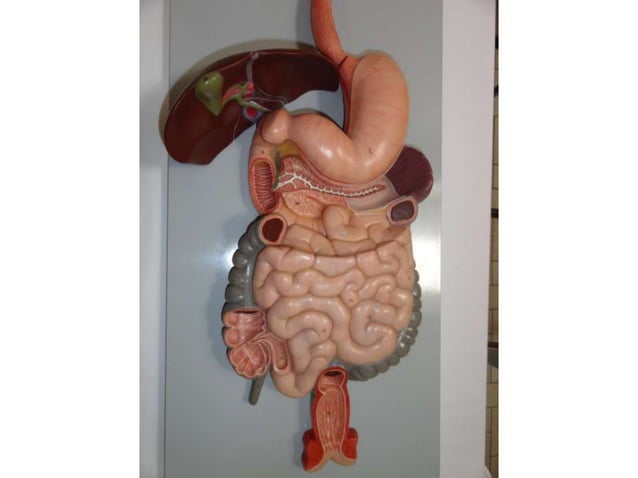 Anatomie en fysiologie 2 maag darmen | PPT