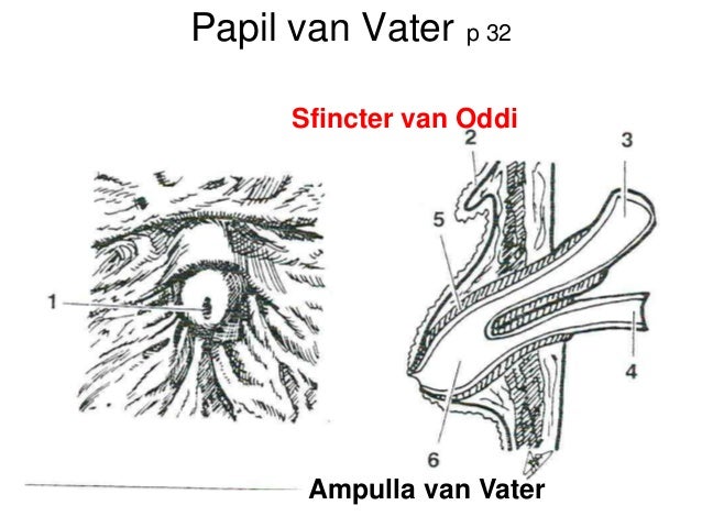 Anatomie en fysiologie 2 maag darmen