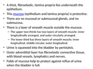 ANA 304 on head and neck LECTURE 2021.pptx