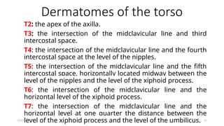 Dermatomal mapping of the human body ppx | PPTX