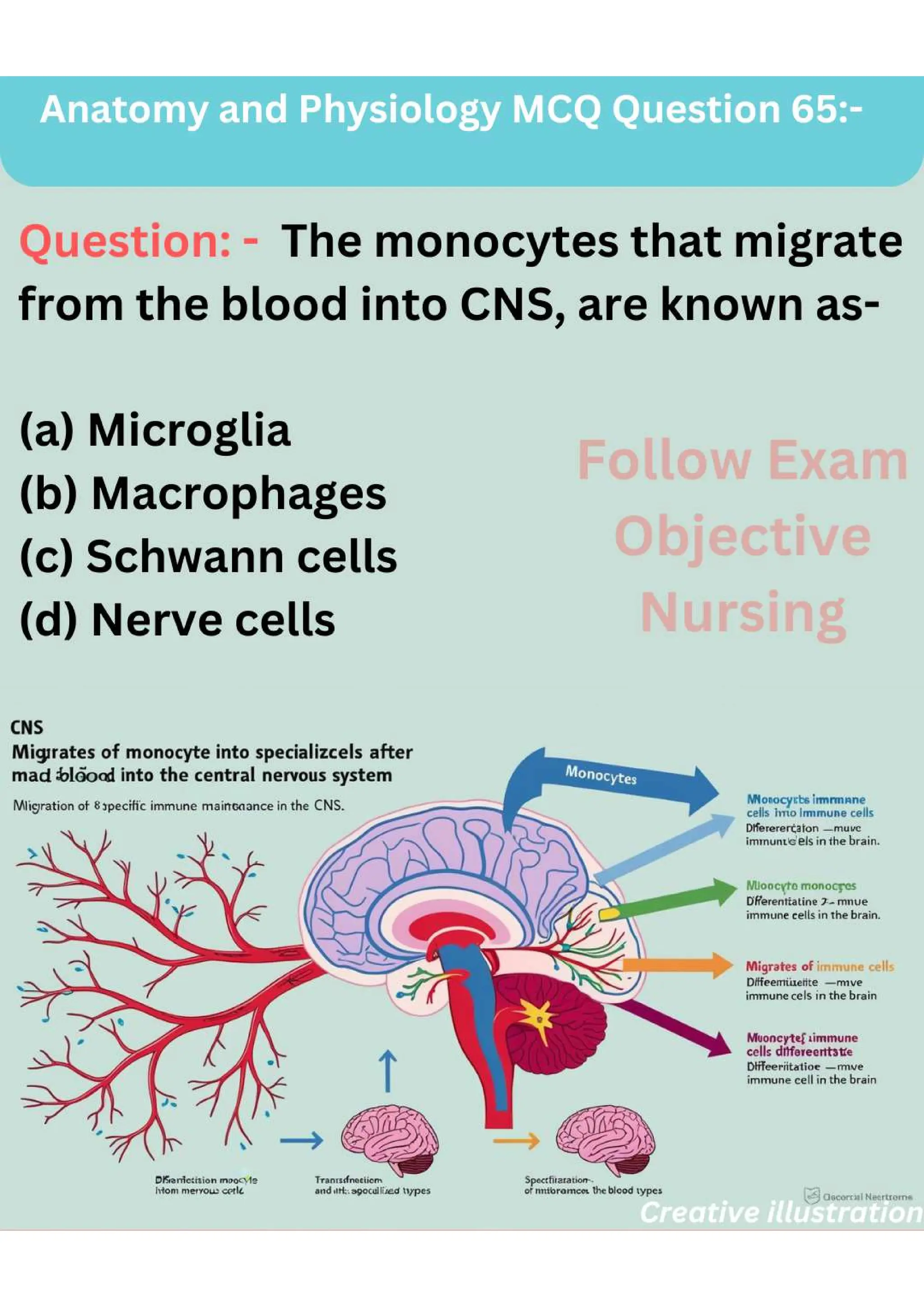 Nursing MCQ Question Set-64 from Exam Objective Nursing by Asha | PDF