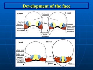 Ana_6_Development of the face. anatomy geneticsppt | PPT