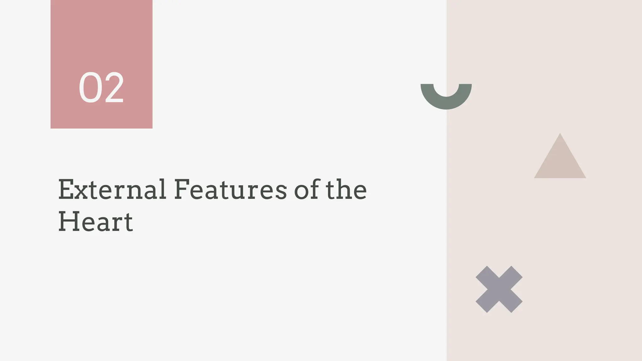 Topographic and Applied Anatomy of the Heart | PPT