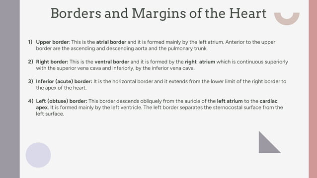 Topographic and Applied Anatomy of the Heart | PPT