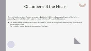 Topographic and Applied Anatomy of the Heart | PPT