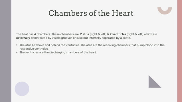 Topographic and Applied Anatomy of the Heart | PPT