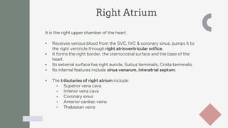 Topographic and Applied Anatomy of the Heart | PPT