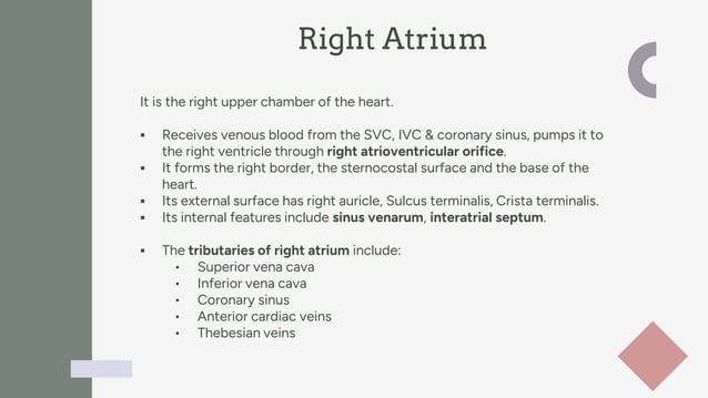 Topographic and Applied Anatomy of the Heart | PPT