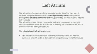 Topographic and Applied Anatomy of the Heart | PPT