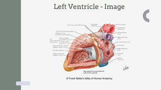 Topographic and Applied Anatomy of the Heart | PPT