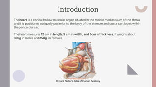 Topographic and Applied Anatomy of the Heart | PPT