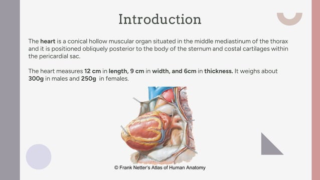 Topographic and Applied Anatomy of the Heart | PPT