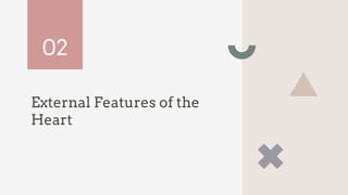 Topographic and Applied Anatomy of the Heart | PPT