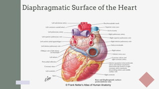 Topographic and Applied Anatomy of the Heart | PDF
