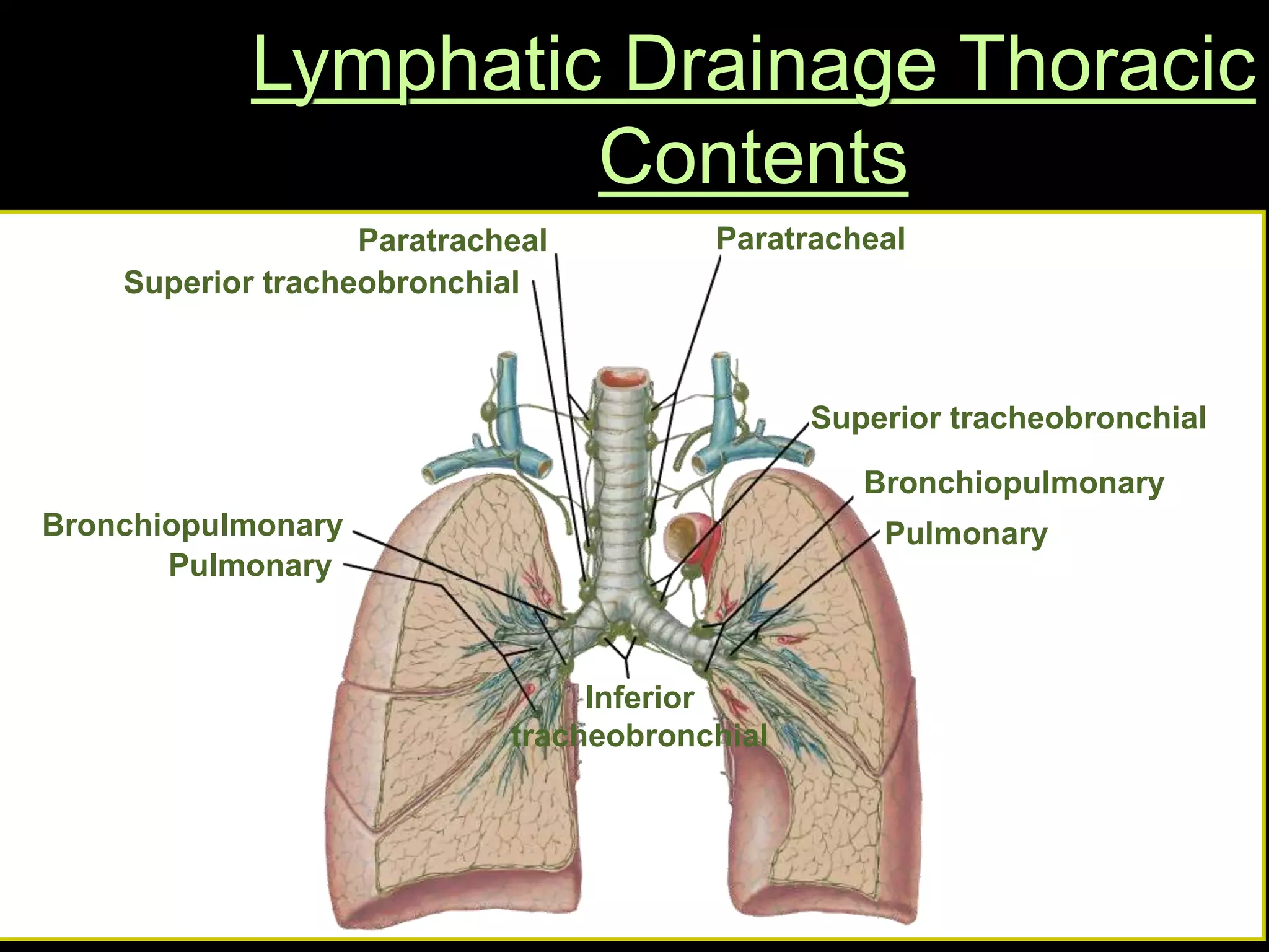ANA809Lymphatic System lim pics.ppt