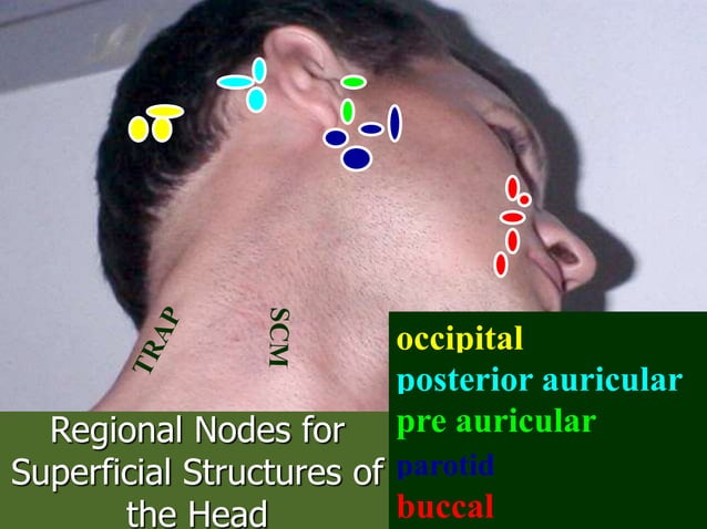 ANA809Lymphatic System lim pics.ppt
