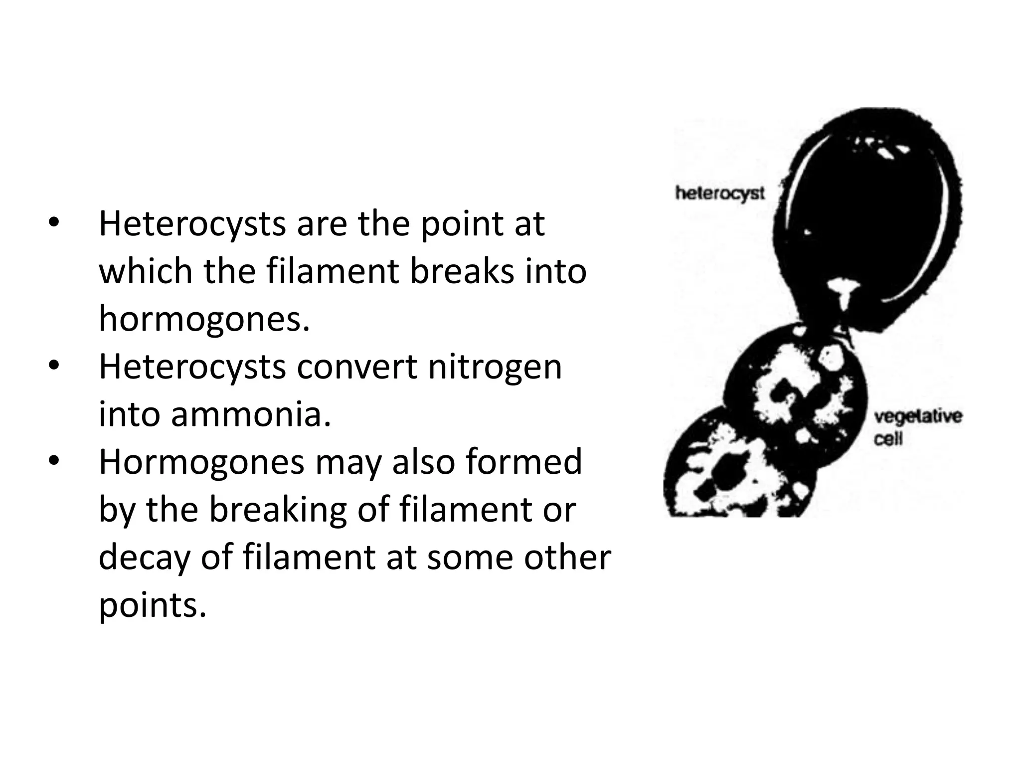 Anabaena | PPTX