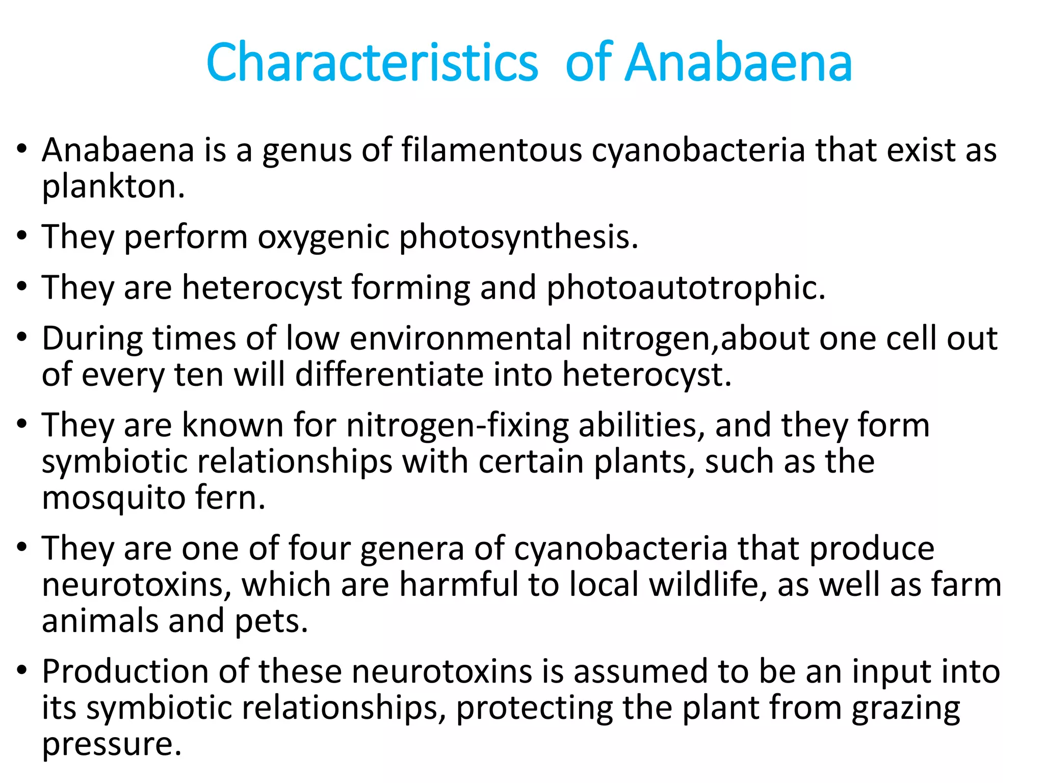 Anabaena | PPTX