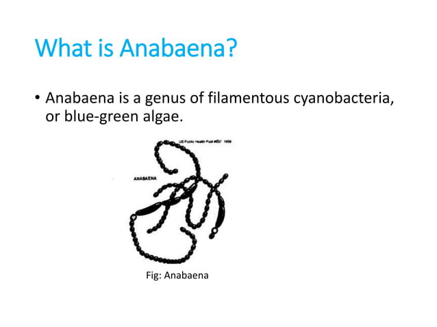 Anabaena | PPTX | Biological Sciences | Science
