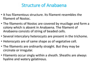 Anabaena | PPTX