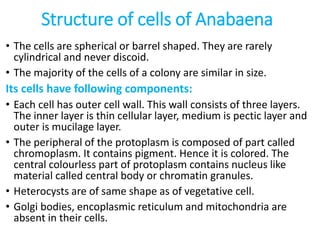 Anabaena | PPTX