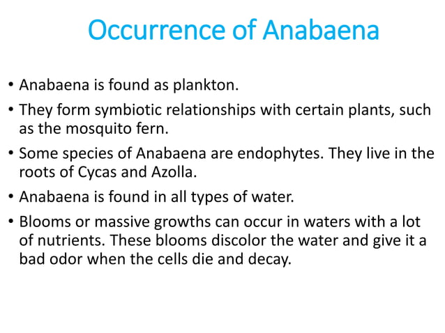 Anabaena | PPTX | Biological Sciences | Science