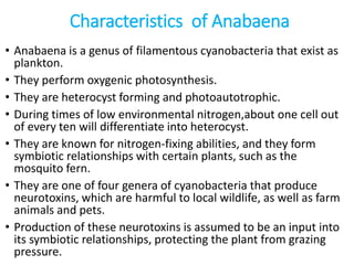 Anabaena | PPTX