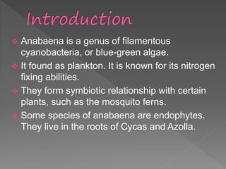 Anabaena | PPTX