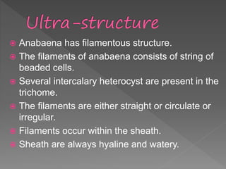 Anabaena | PPTX