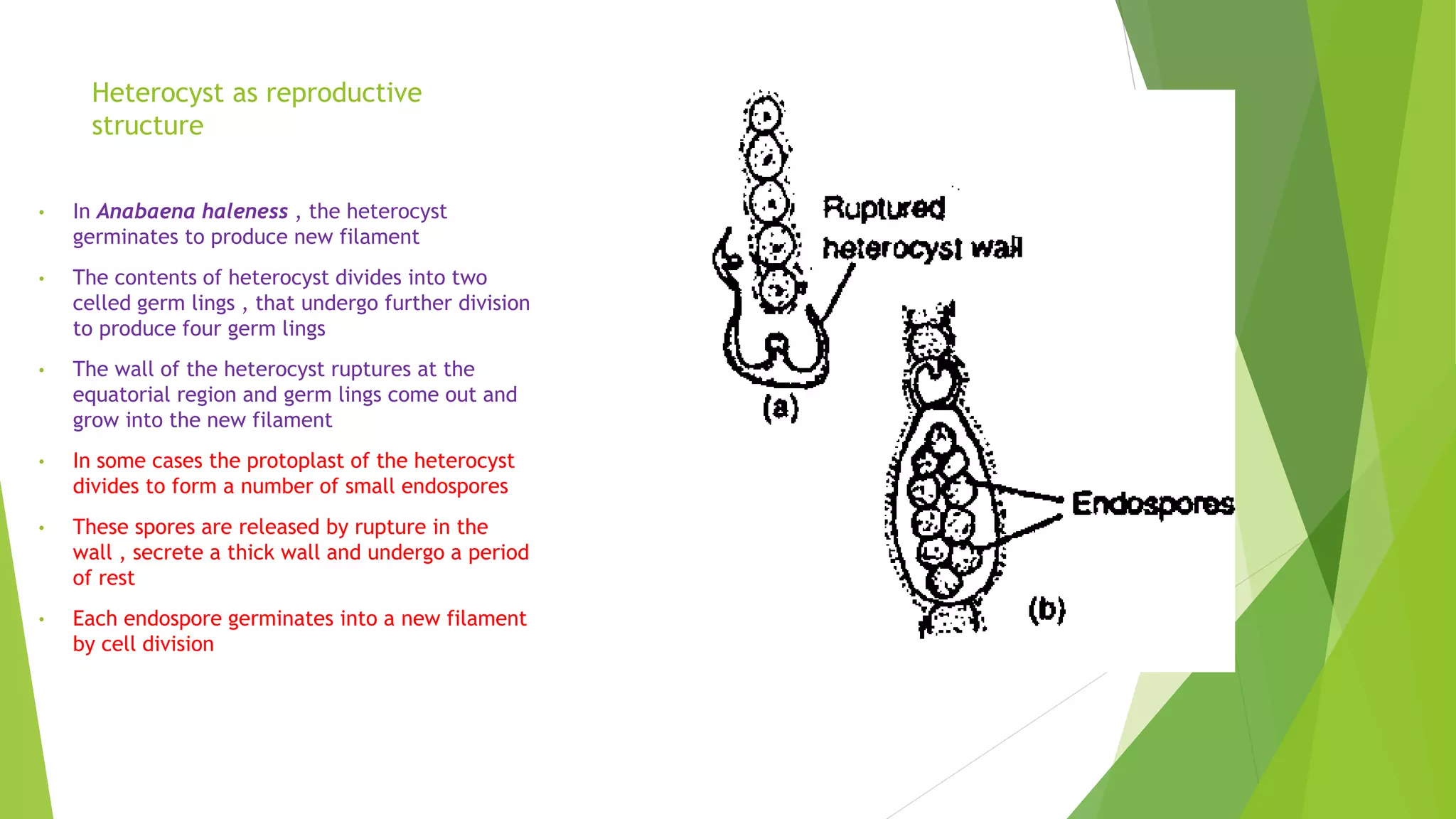 Anabaena | PPTX
