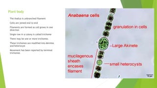Anabaena | PPTX
