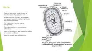 Anabaena Cell Labeled