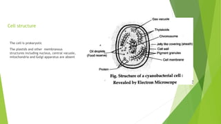 Anabaena Cell Labeled